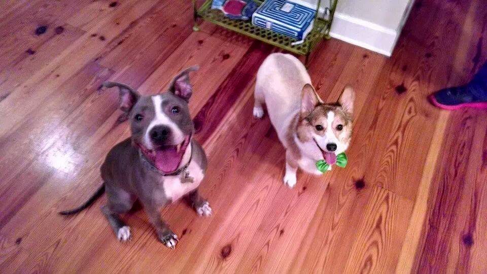 Throwback Thursday: Corgis & Friends, Gang's All Here! - The Daily Corgi