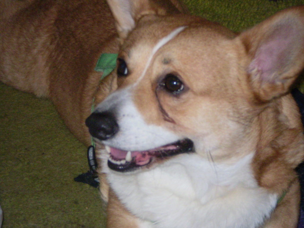 35 Friday Faces: Get Your Smile On! - The Daily Corgi