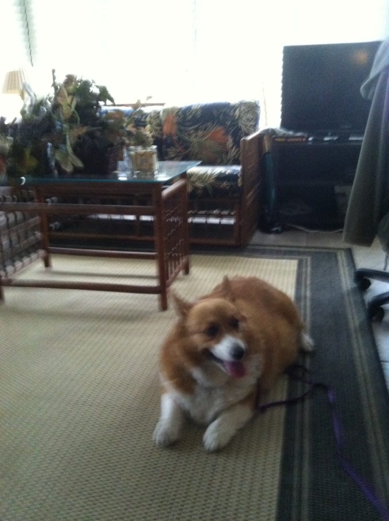 Cheese Please! 29 Seriously Sweet Corgi Smiles - The Daily Corgi