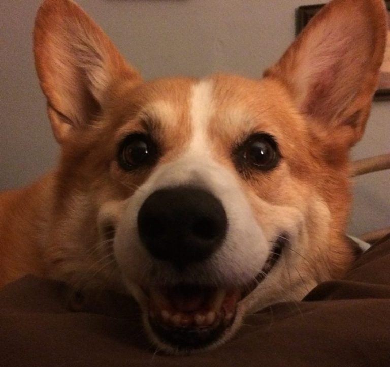 It's Official! Welcome Back, My Corgi People! - The Daily Corgi