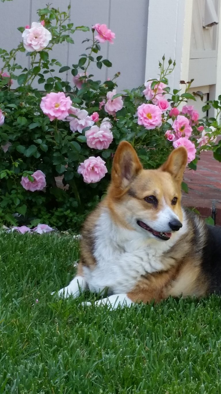 Cheese Please! 29 Seriously Sweet Corgi Smiles - The Daily Corgi