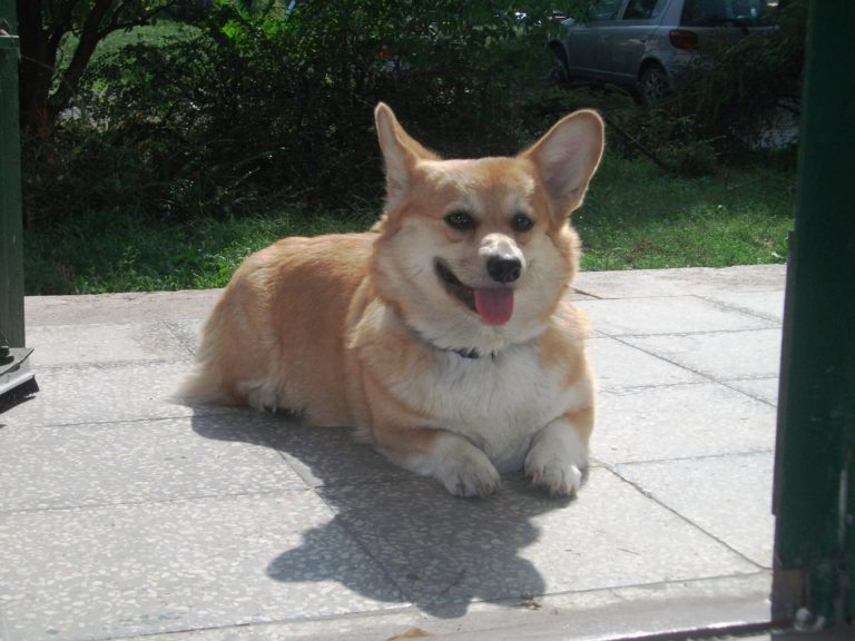 35 Friday Faces: Get Your Smile On! - The Daily Corgi