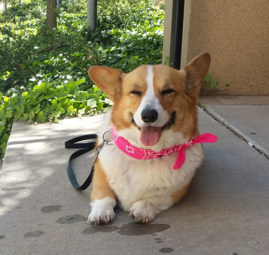 Cheese Please! 29 Seriously Sweet Corgi Smiles - The Daily Corgi