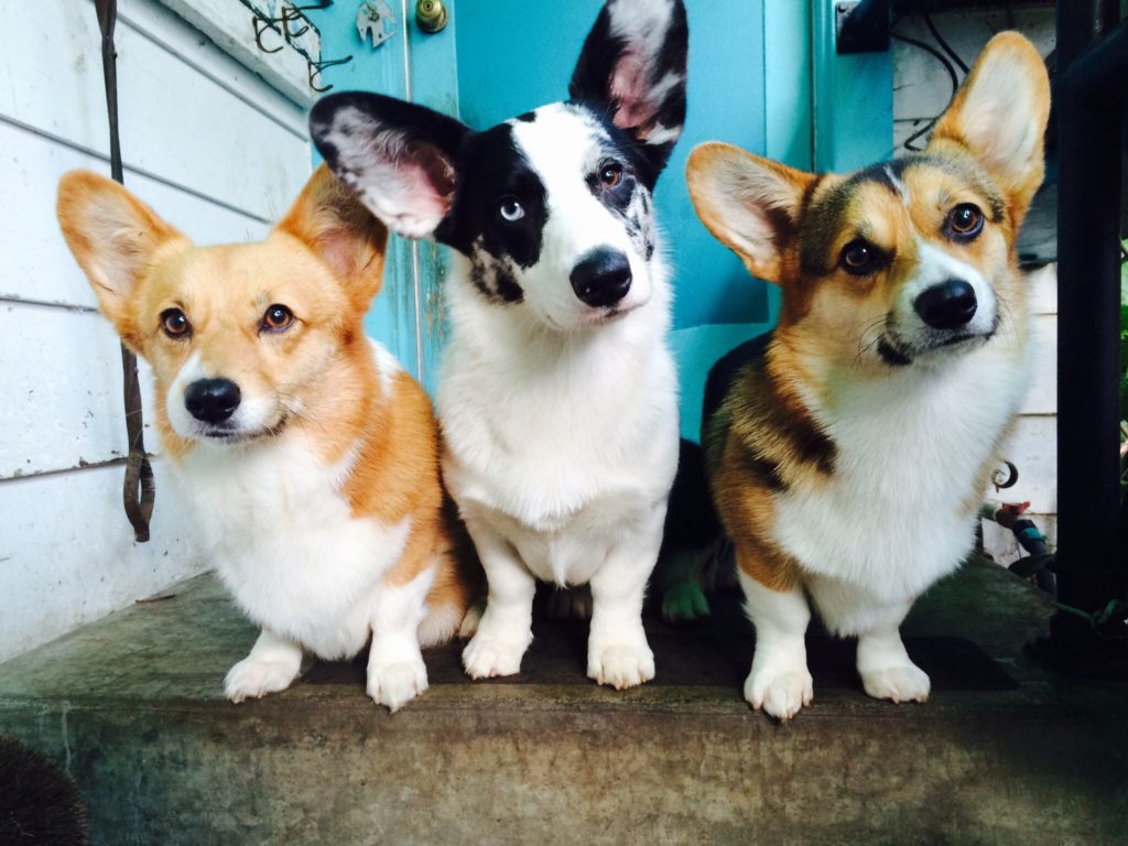 Cheese Please! 29 Seriously Sweet Corgi Smiles - The Daily Corgi