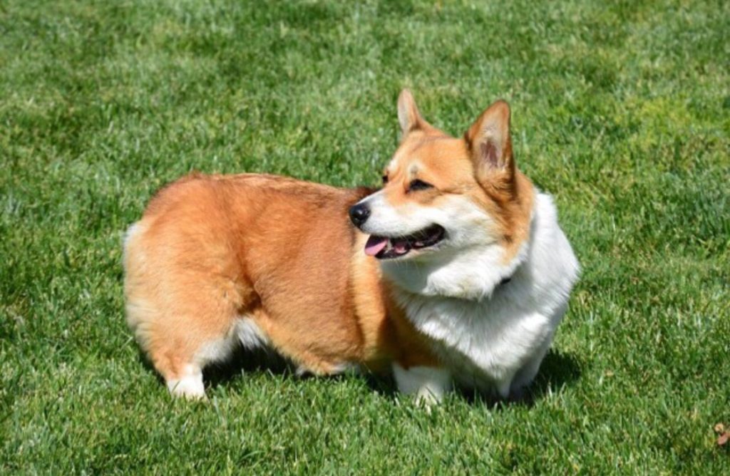 Cheese Please! 29 Seriously Sweet Corgi Smiles - The Daily Corgi