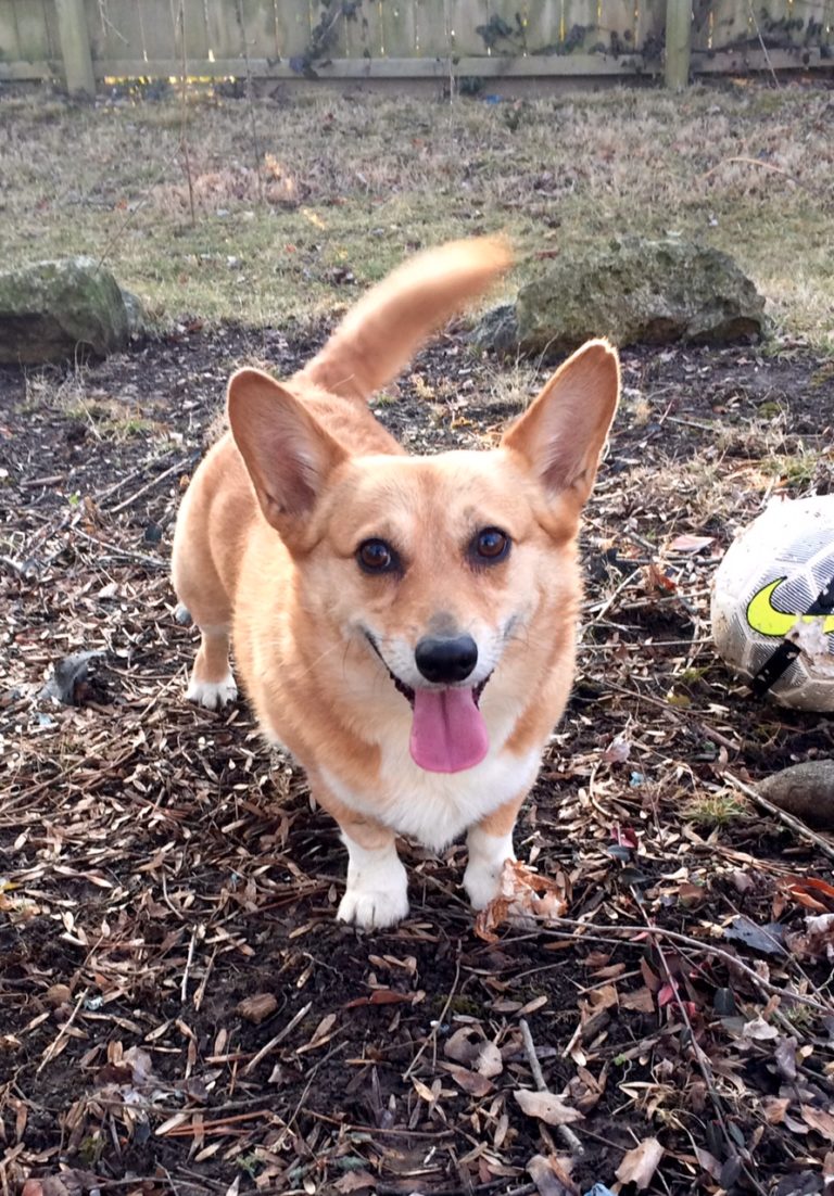 Cheese Please! 29 Seriously Sweet Corgi Smiles - The Daily Corgi