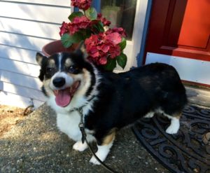 It's Official! Welcome Back, My Corgi People! - The Daily Corgi