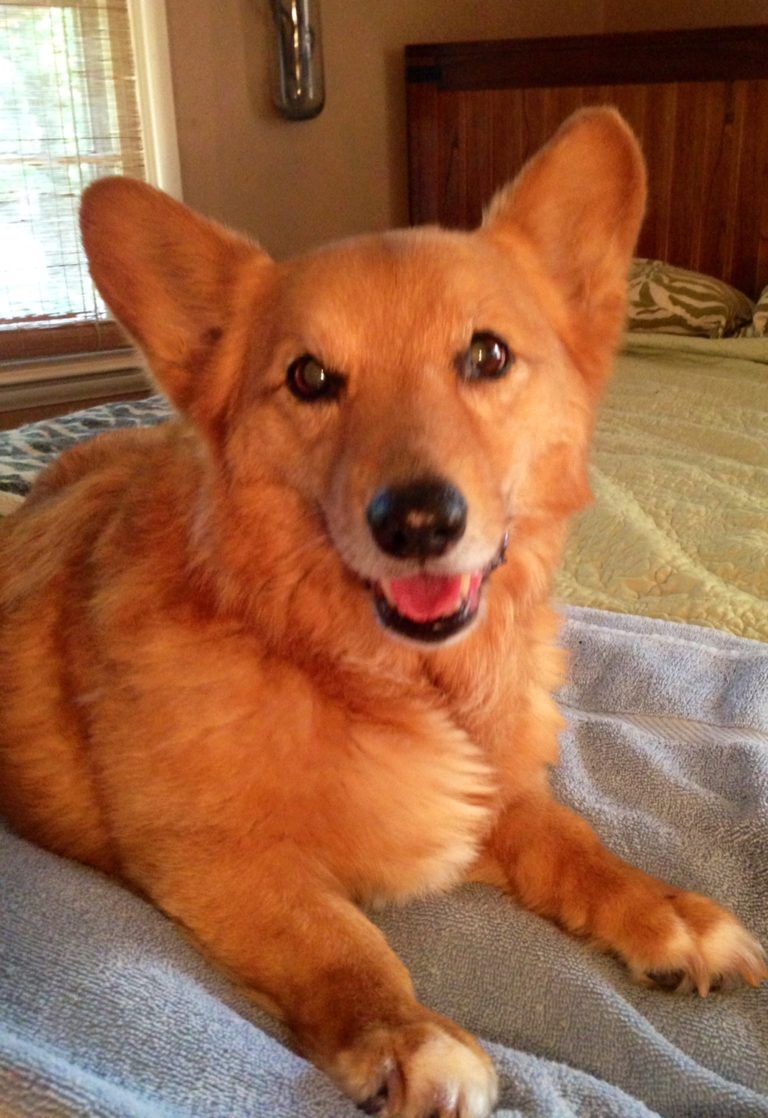 Cheese Please! 29 Seriously Sweet Corgi Smiles - The Daily Corgi