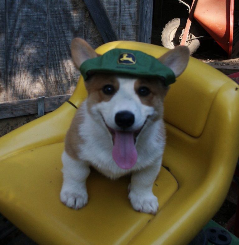 Theatrical Thursday: 13 Smiling Corgi Hams - The Daily Corgi