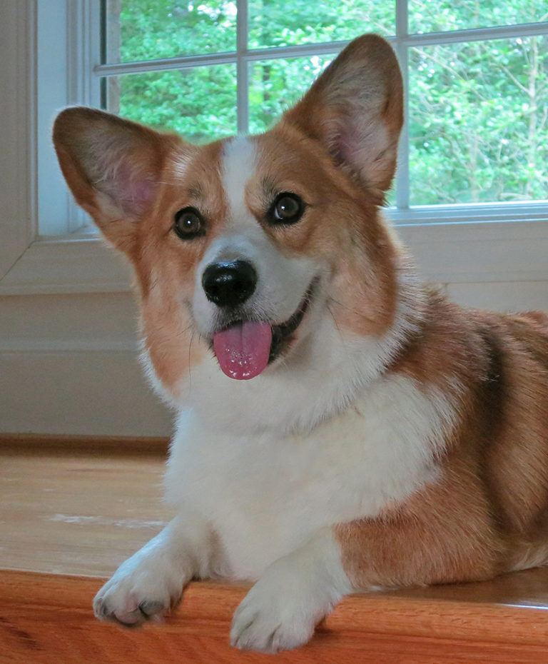 35 Friday Faces: Get Your Smile On! - The Daily Corgi