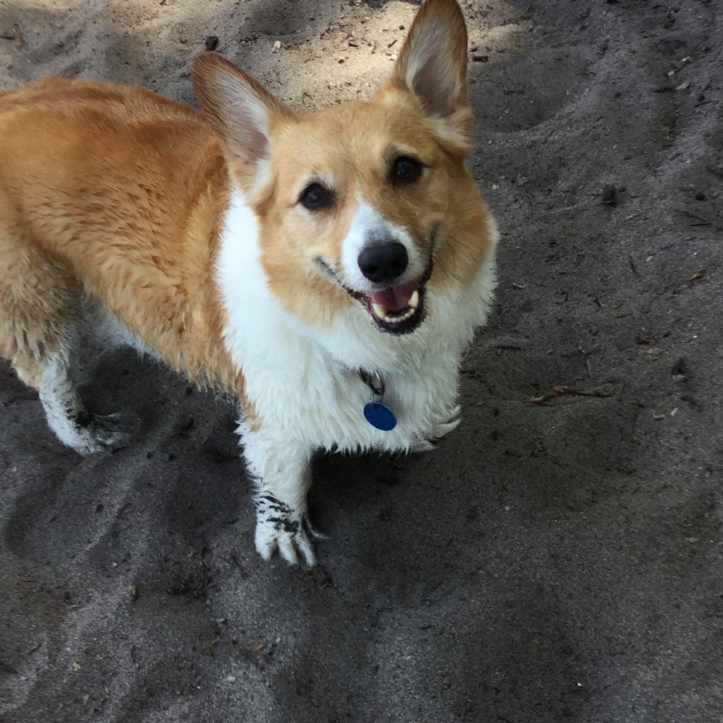 Cheese Please! 29 Seriously Sweet Corgi Smiles - The Daily Corgi