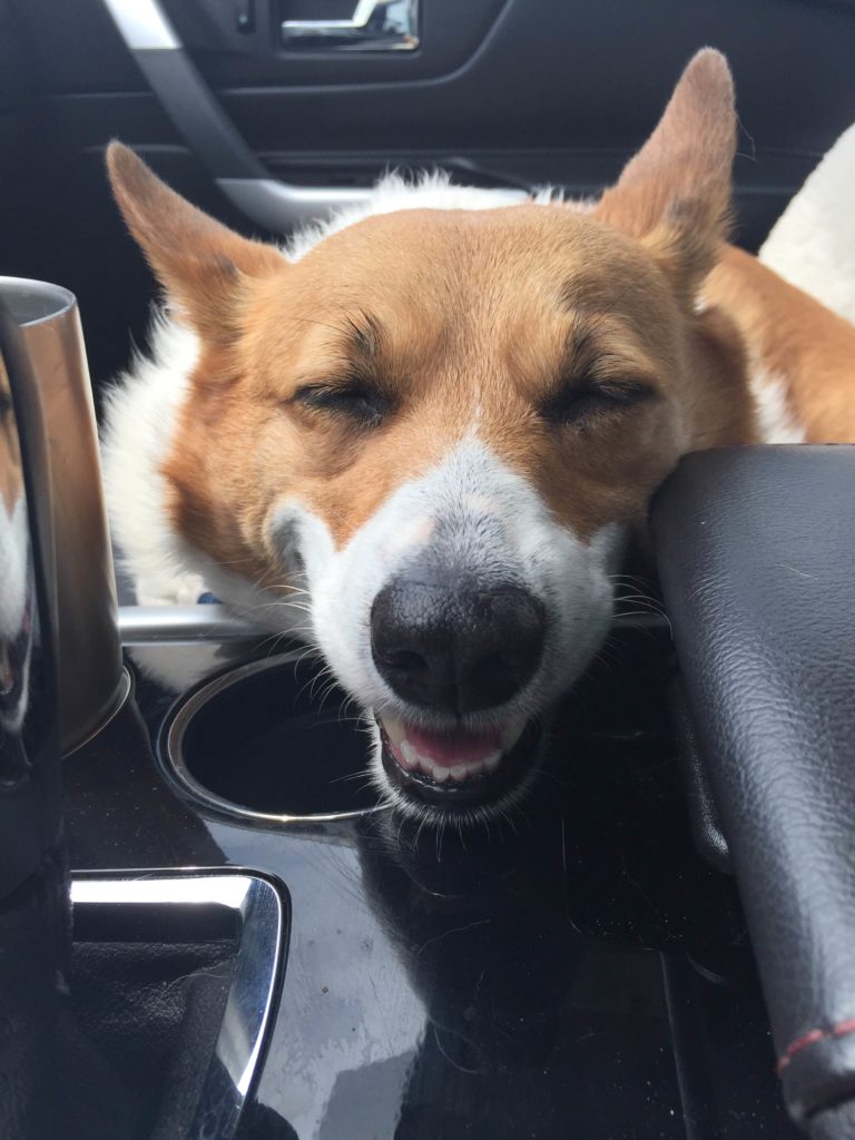 Riding in Cars with Corgis - The Daily Corgi
