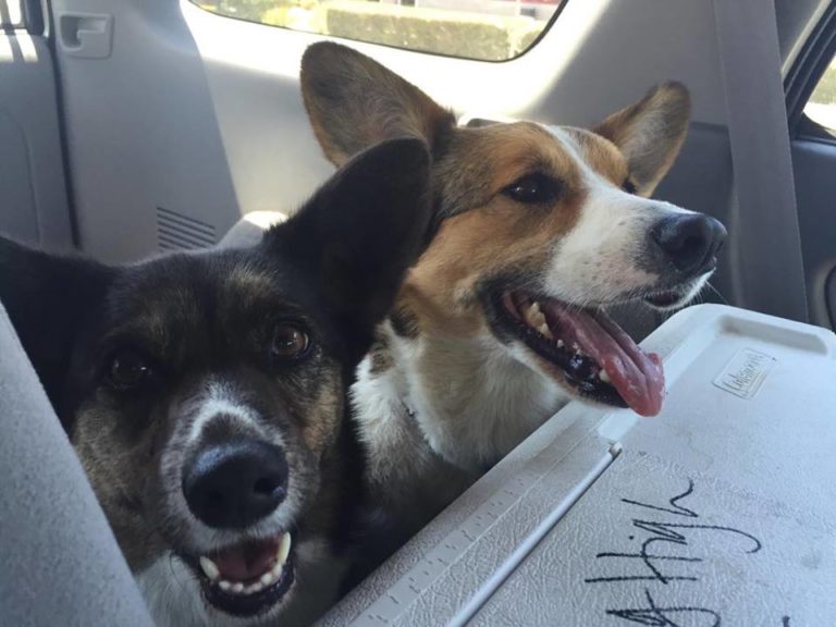 It's Official! Welcome Back, My Corgi People! - The Daily Corgi