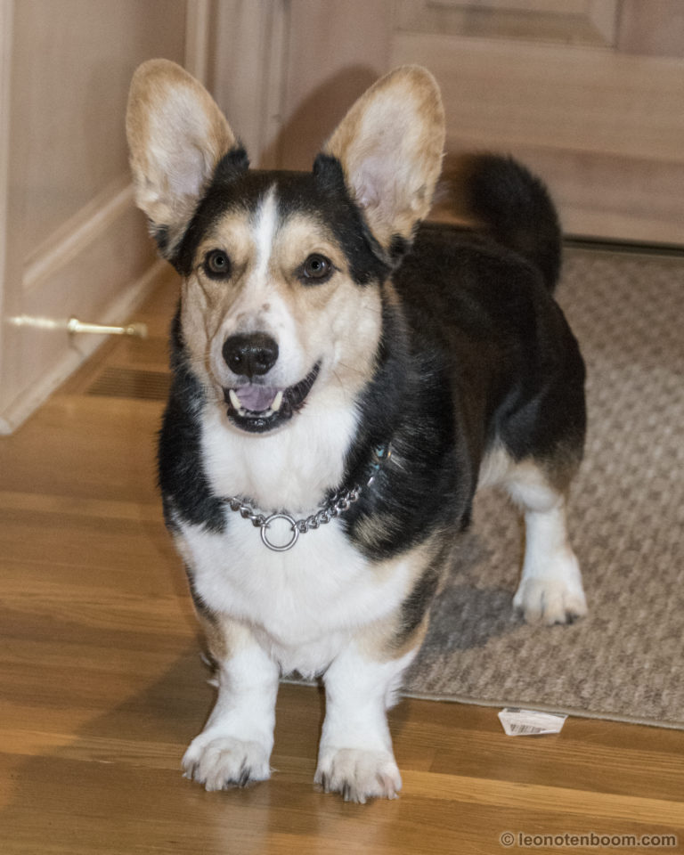Cheese Please! 29 Seriously Sweet Corgi Smiles - The Daily Corgi