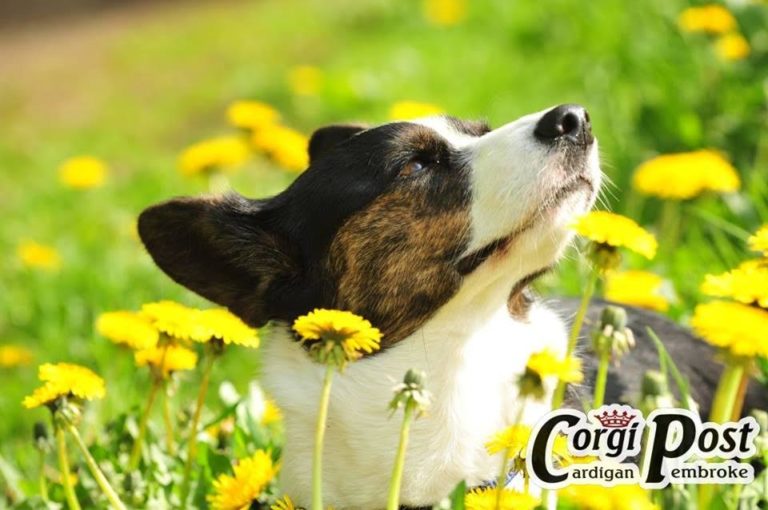 It's Official! Welcome Back, My Corgi People! - The Daily Corgi