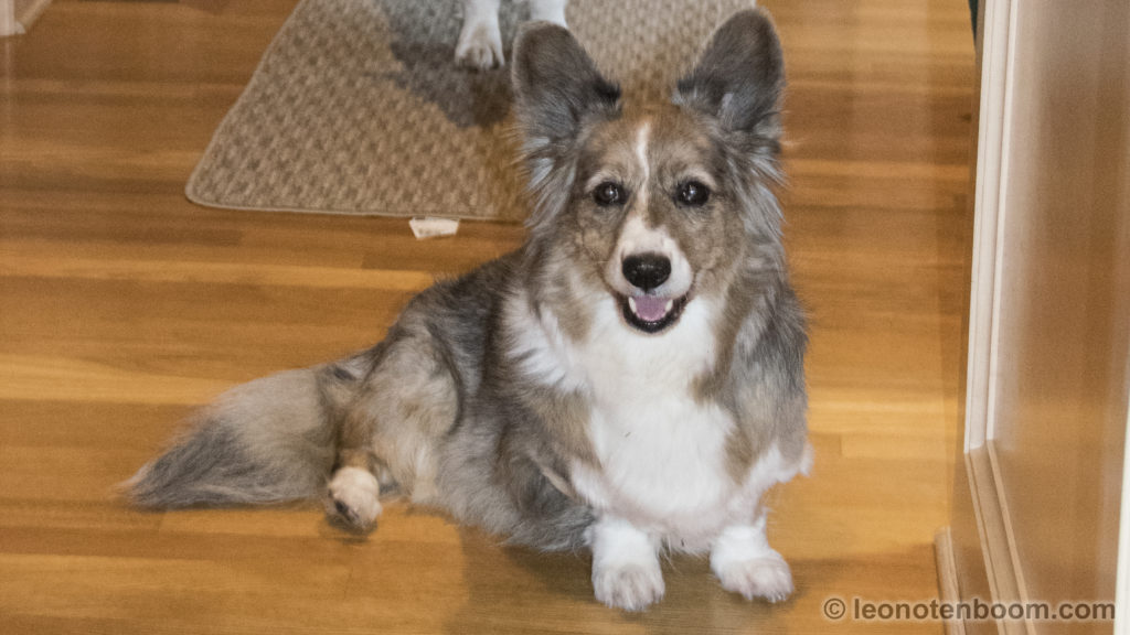 Cheese Please! 29 Seriously Sweet Corgi Smiles - The Daily Corgi