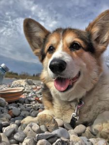 It's Official! Welcome Back, My Corgi People! - The Daily Corgi