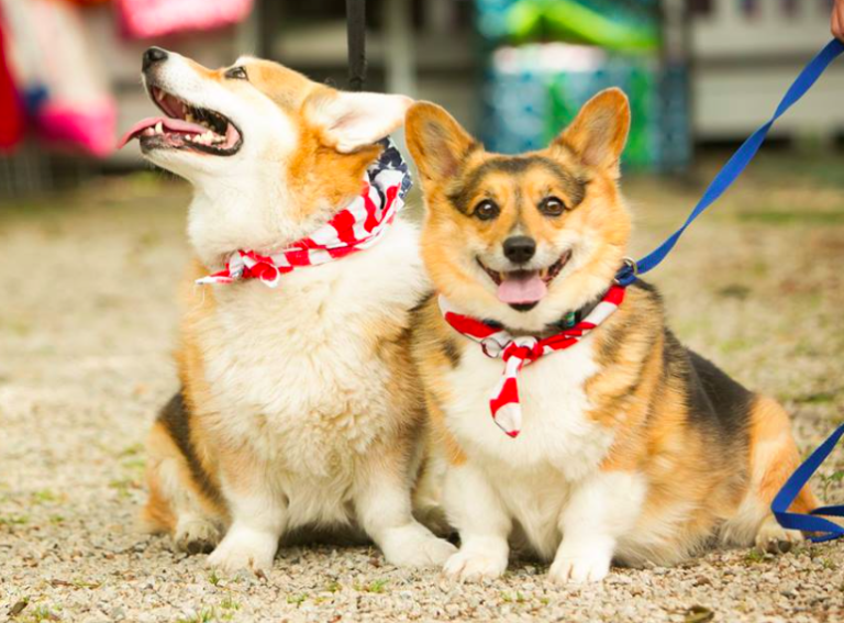 Welcome Back, Newsletter Earlybirds! - The Daily Corgi