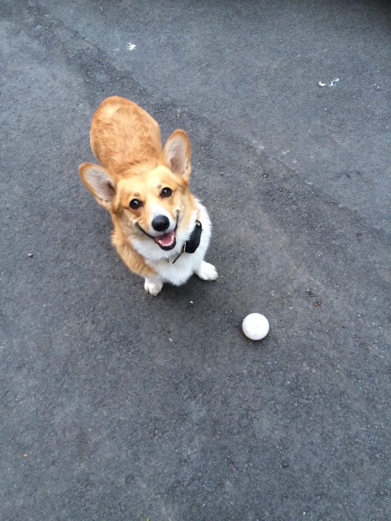 Cheese Please! 29 Seriously Sweet Corgi Smiles - The Daily Corgi