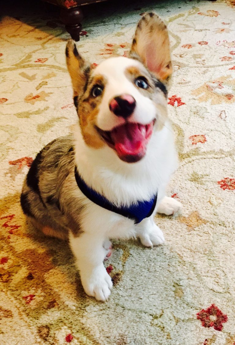 35 Friday Faces: Get Your Smile On! - The Daily Corgi