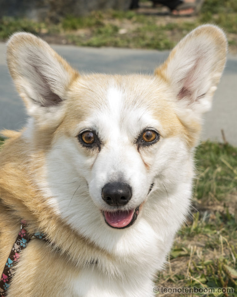 Cheese Please! 29 Seriously Sweet Corgi Smiles - The Daily Corgi