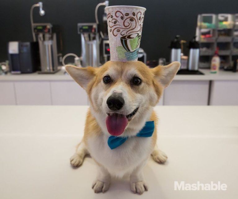 Monday Funnies: Corgis + Coffee! - The Daily Corgi