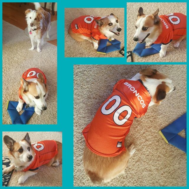 Are You Ready For Some Football Corgis? - The Daily Corgi
