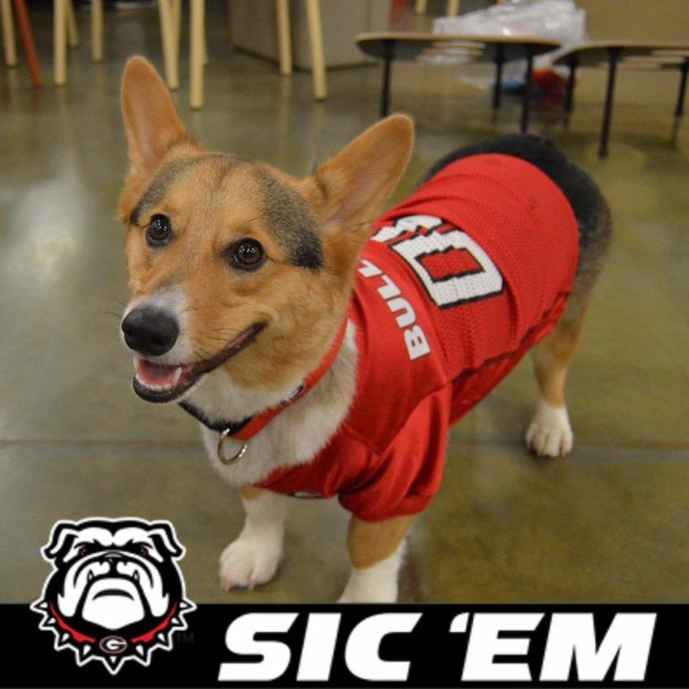 Are You Ready For Some Football Corgis? - The Daily Corgi