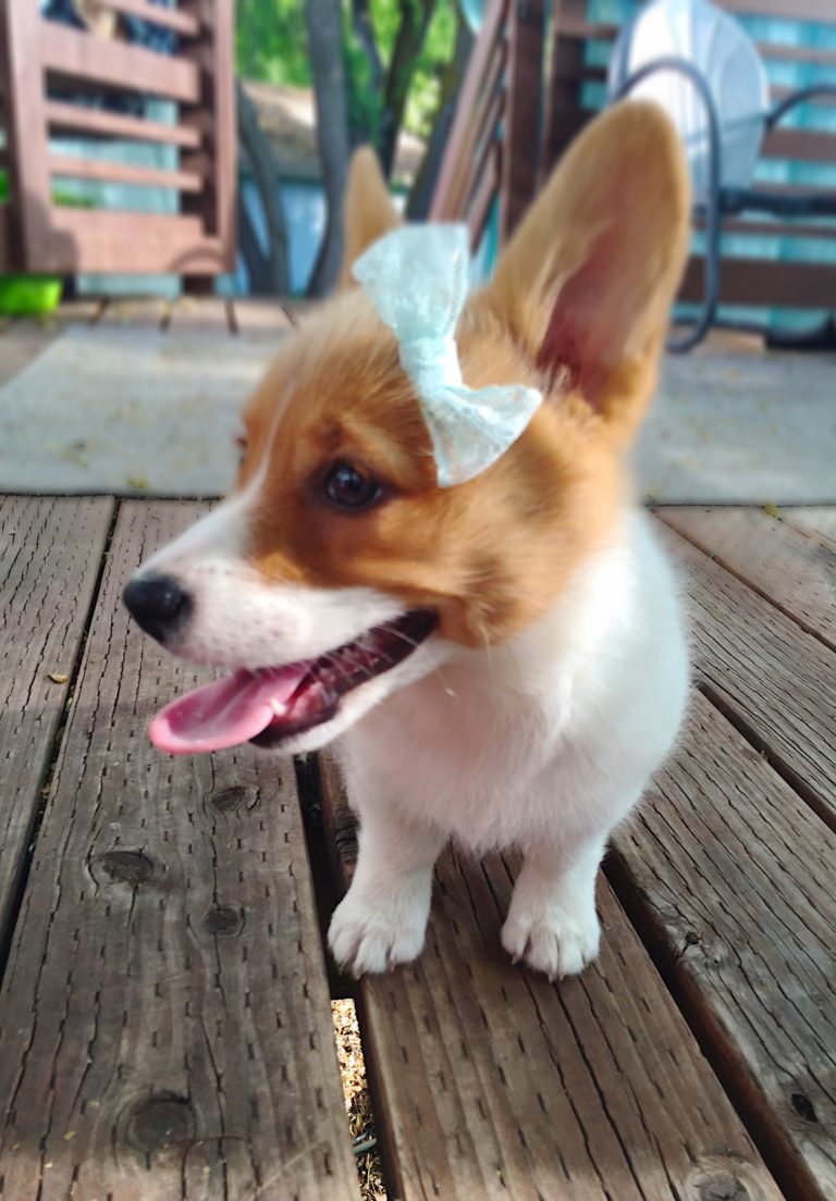 It's Bow Tie Tuesday! - The Daily Corgi
