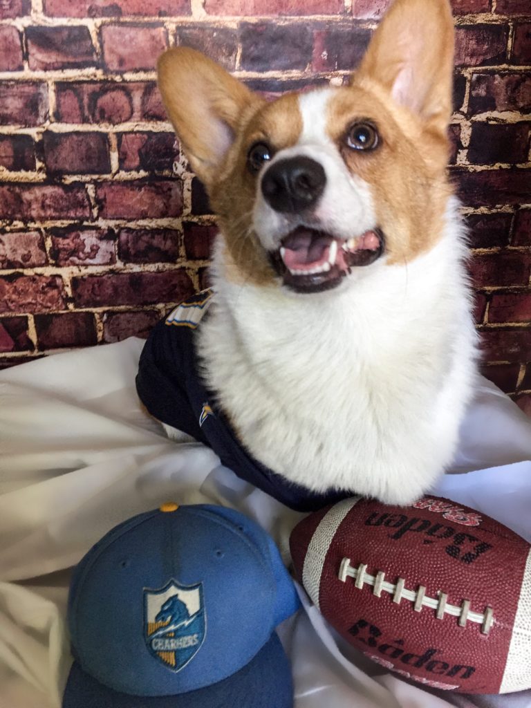 Are You Ready For Some Football Corgis? - The Daily Corgi