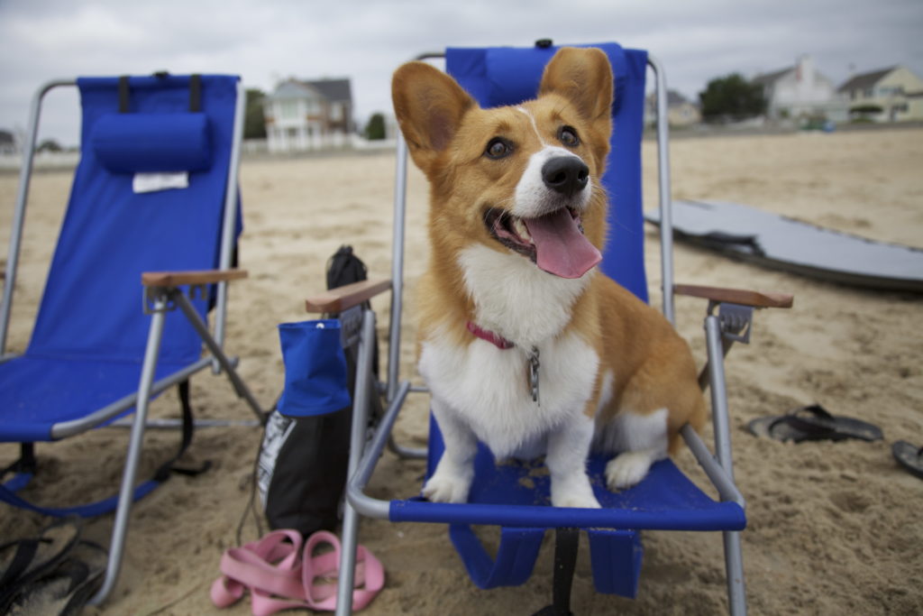 WAG-worthy Wednesday: 32 Corgi Tongues! - The Daily Corgi
