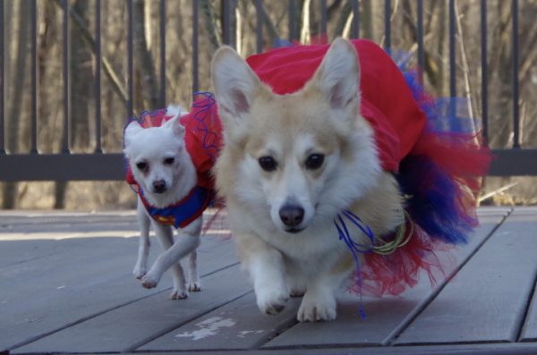 Throwback Thursday: 2 Corgis + 1 Chihuahua = A Team! - The Daily Corgi