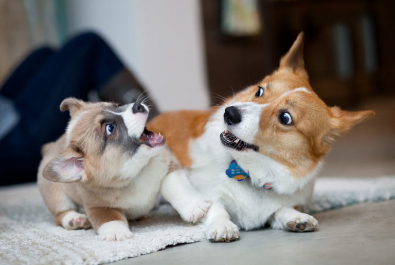 Throwback Thursday: 15 Corgi Kissers, A Bride And A Blue Rat - The ...