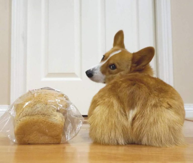 Wordless Wednesday: Corgis Loafin'! - The Daily Corgi