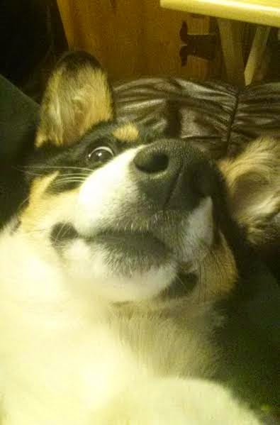 Throwback Thursday: Corgi Selfies ROCK! - The Daily Corgi