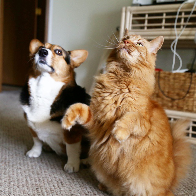 Throwback Thursday: 6 Corgi Stink Eyes + 2 Bonus Side Eyes - The Daily ...