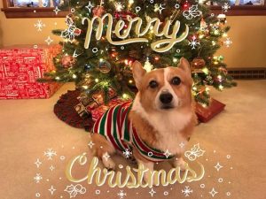 MERRY CHRISTMAS! - The Daily Corgi