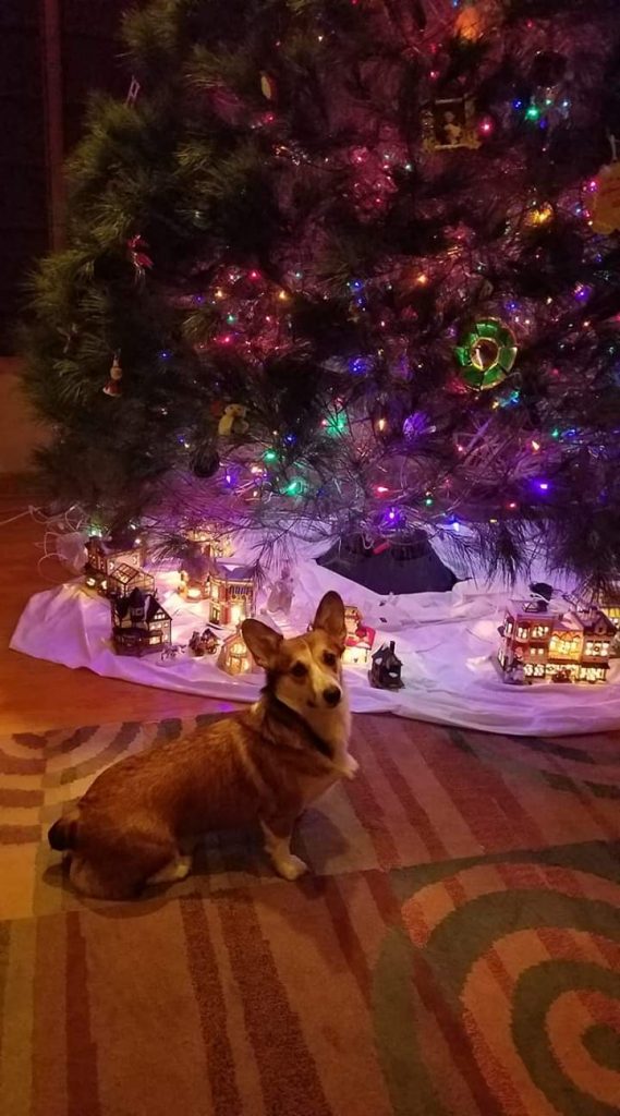 49 More Christmas Corgis - and A Call for Your New Year's Eve Pics ...