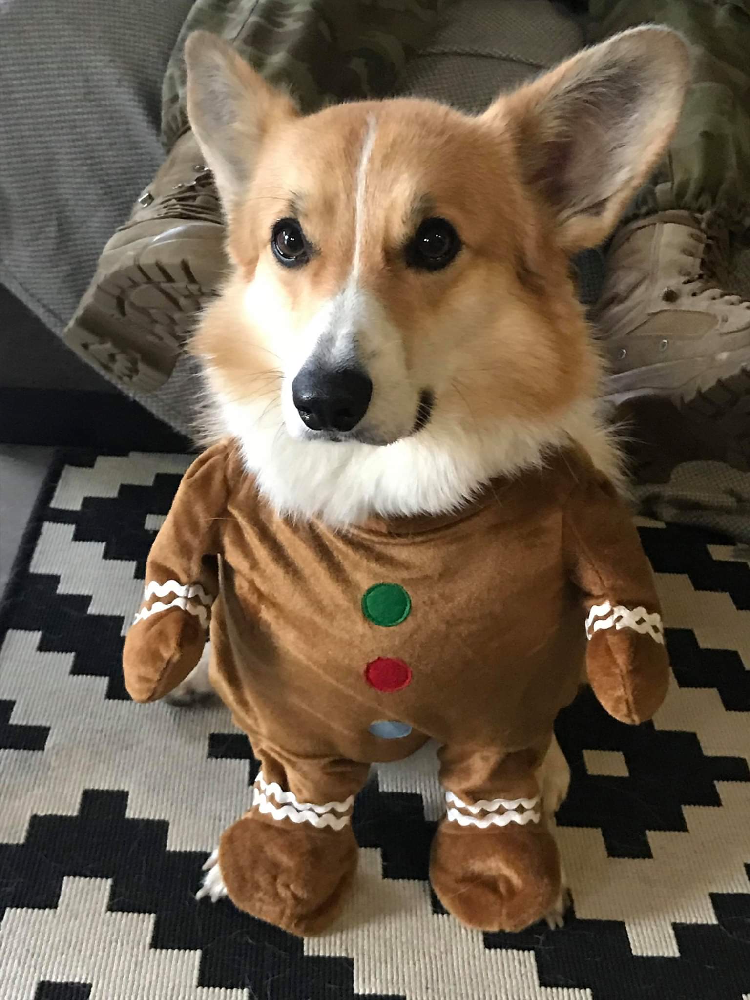 Day 2 of Twelve Big Beautiful Days of Christmas Corgis!
